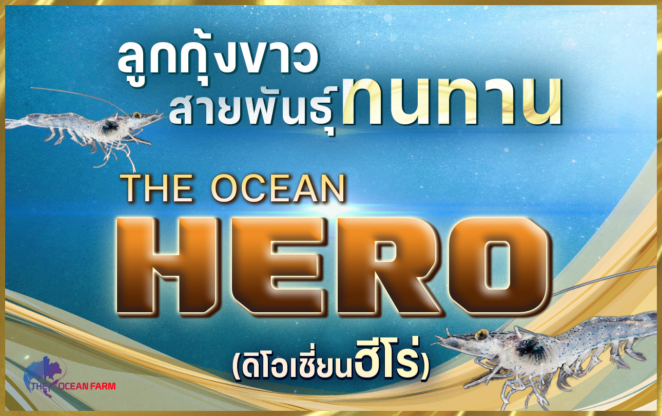 The ocean farm ลูกกุ้งขาวคุณภาพดี เพื่อฟาร์มของคุณ